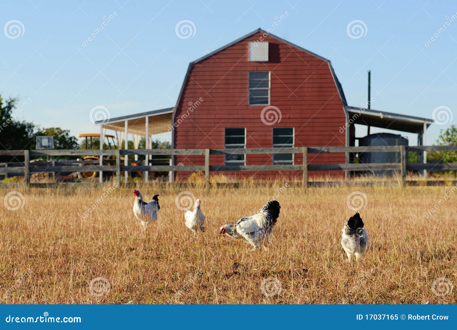Chickens and Barn stock image. Image of animal, field - 17037165