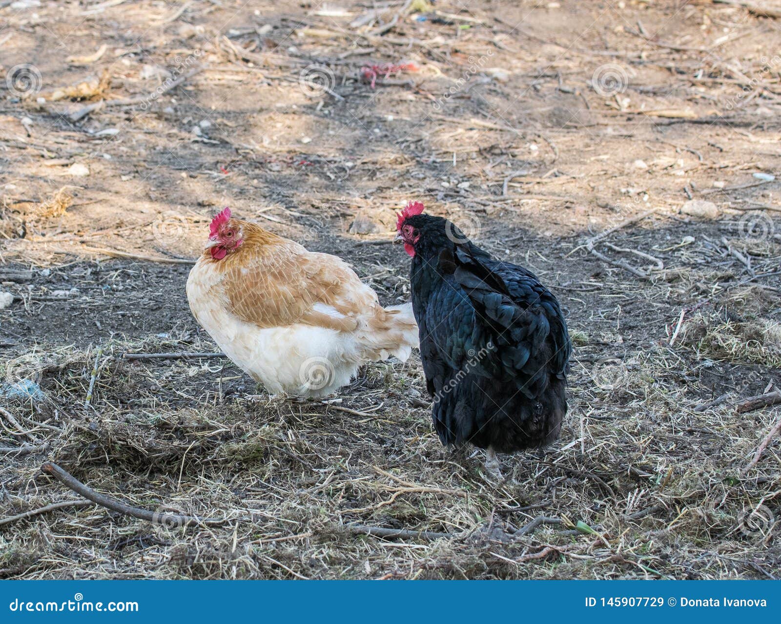 Chickens In The Barnyard. Poultry Farm. Chickens Walk In The Farm ...
