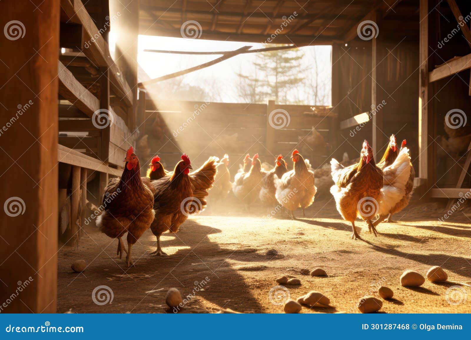 Chickens Basking in the Sunlight Inside a Rustic Barn, with a Warm ...