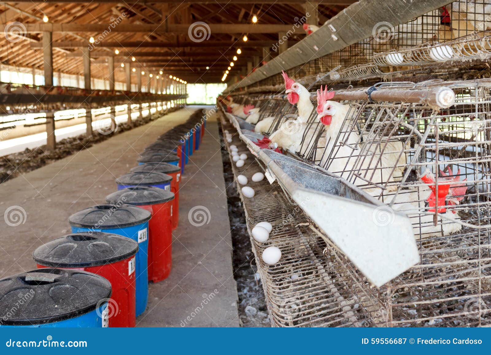 Battery Cage System Pullet House, Open House Model Royalty-Free Stock ...