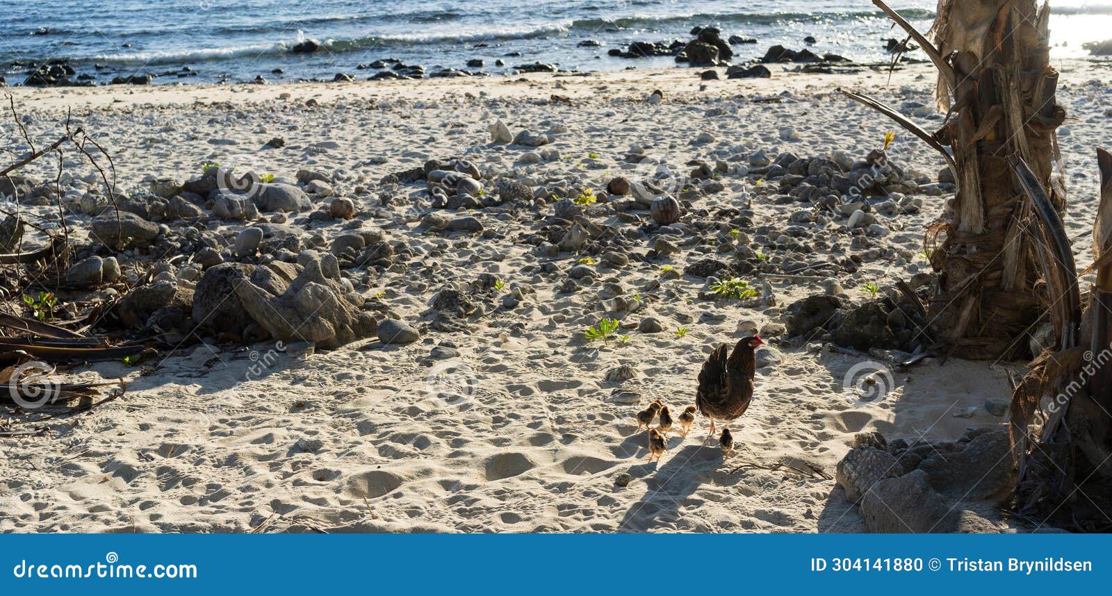 Chickens on a Beach in Rarotonga, Cook Islands Stock Photo - Image of ...