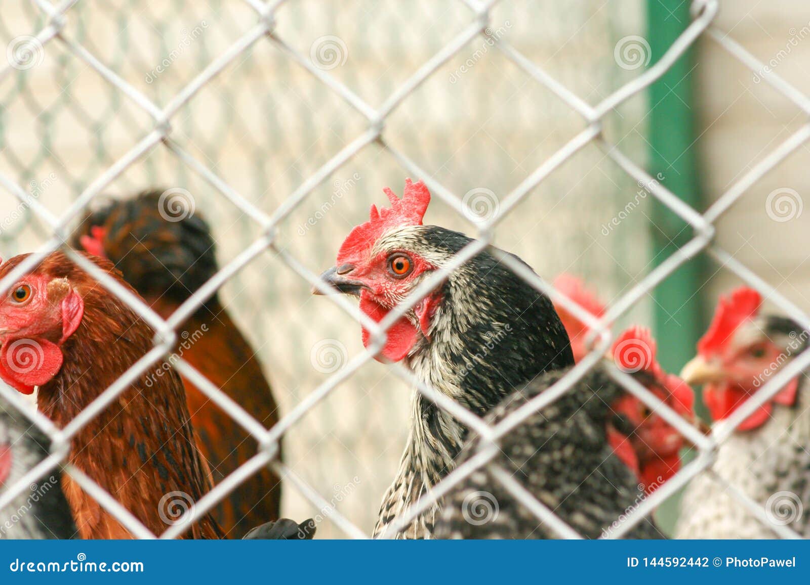 Chickens behind the net. stock photo. Image of closeup - 144592442