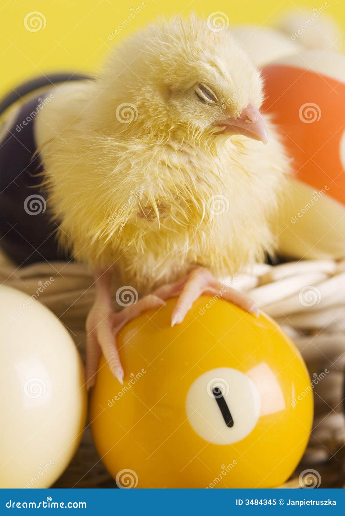 Chickens & Billiards stock image. Image of straw, plume - 3484345