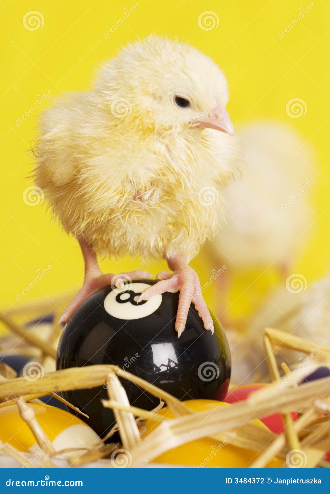 Chickens & Billiards stock photo. Image of tradition - 3484372