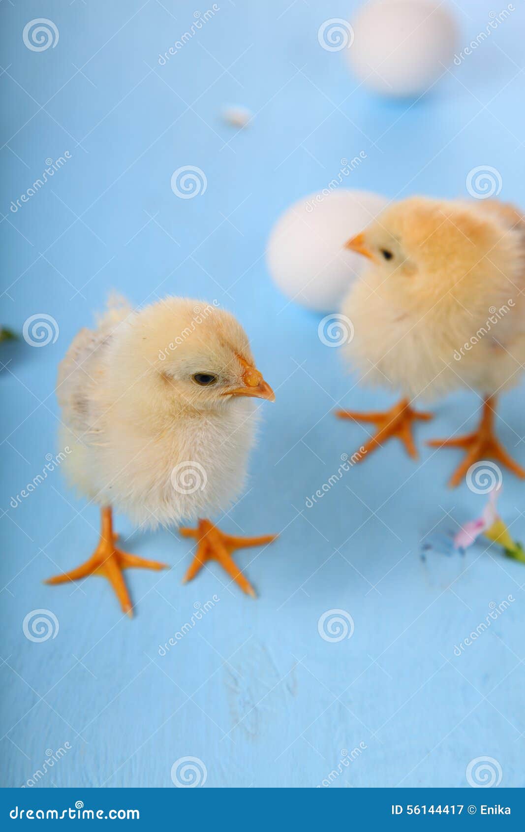 Chickens stock image. Image of close, background, young - 56144417