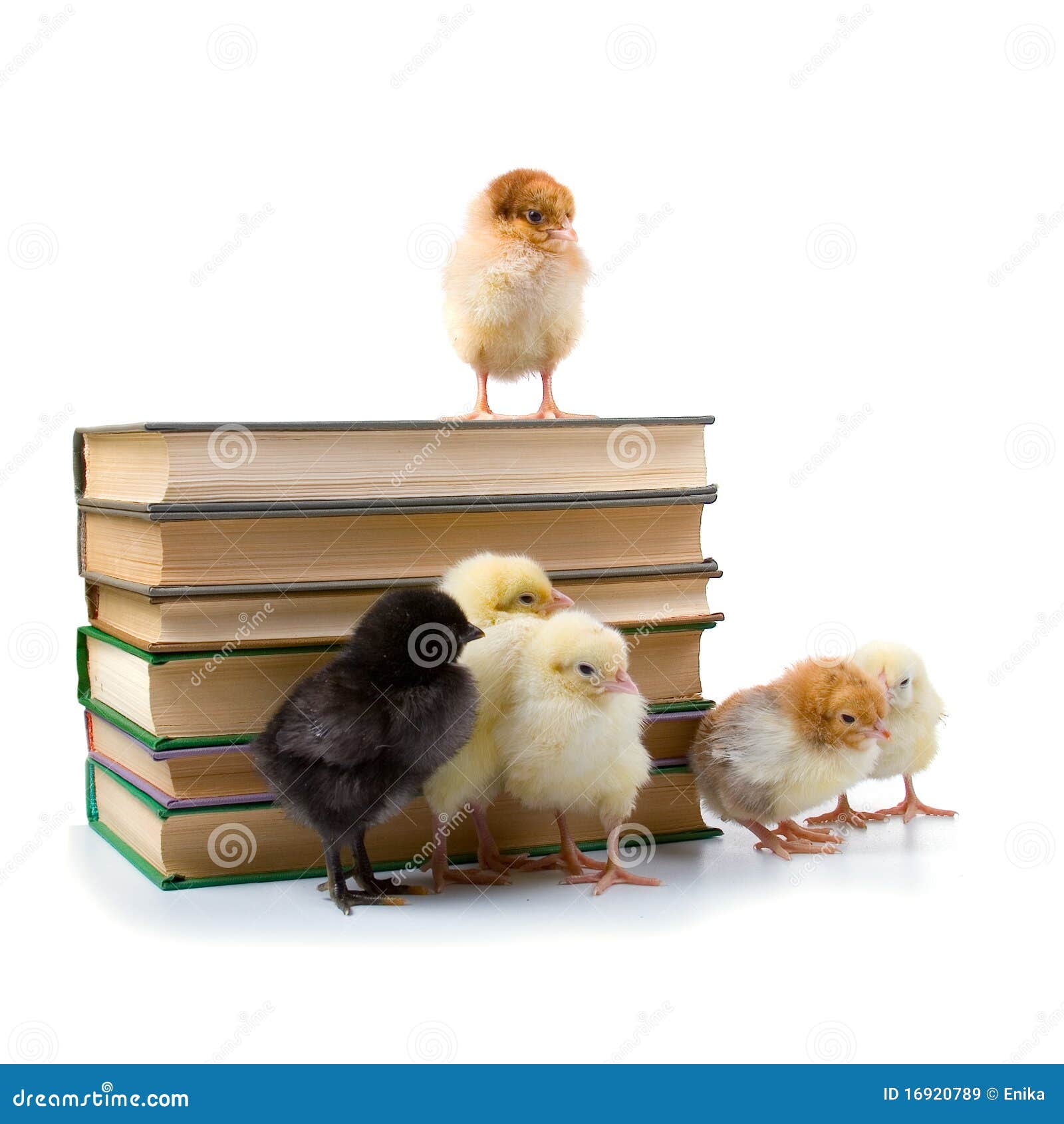 Chickens and books. stock image. Image of book, generation - 16920789