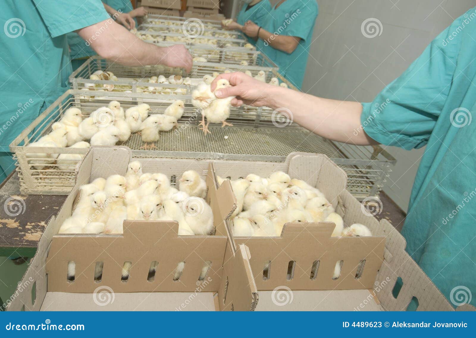Chickens in the boxes stock image. Image of care, meat - 4489623