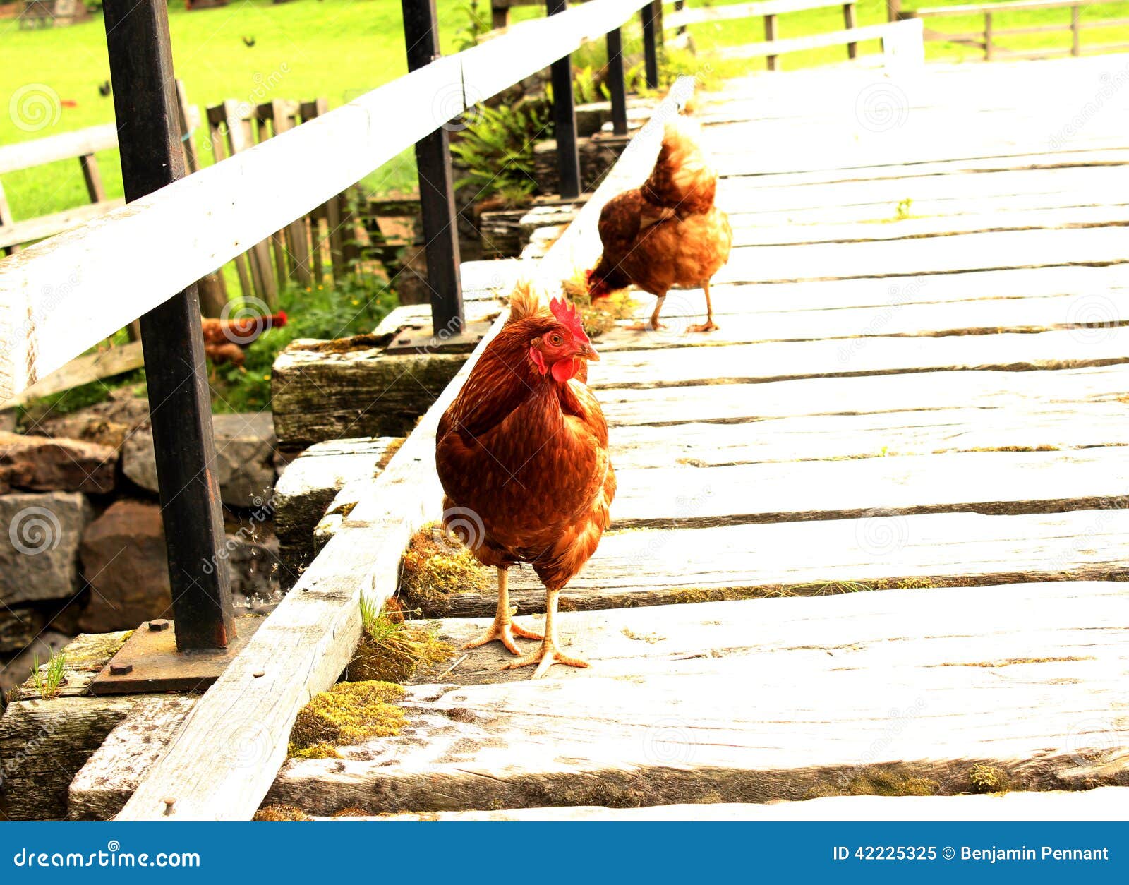 Chickens on a Bridge stock image. Image of agriculture - 42225325