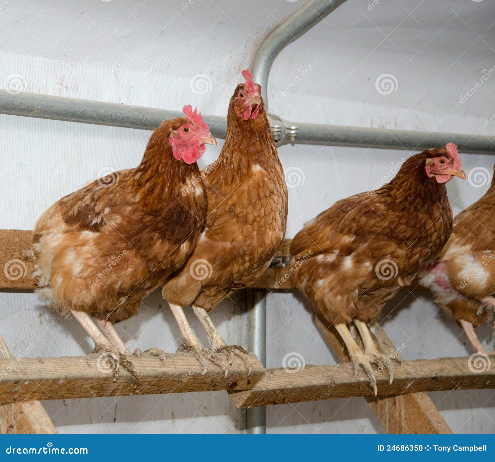 Chickens in a Brooder House Stock Photo - Image of agriculture, organic ...