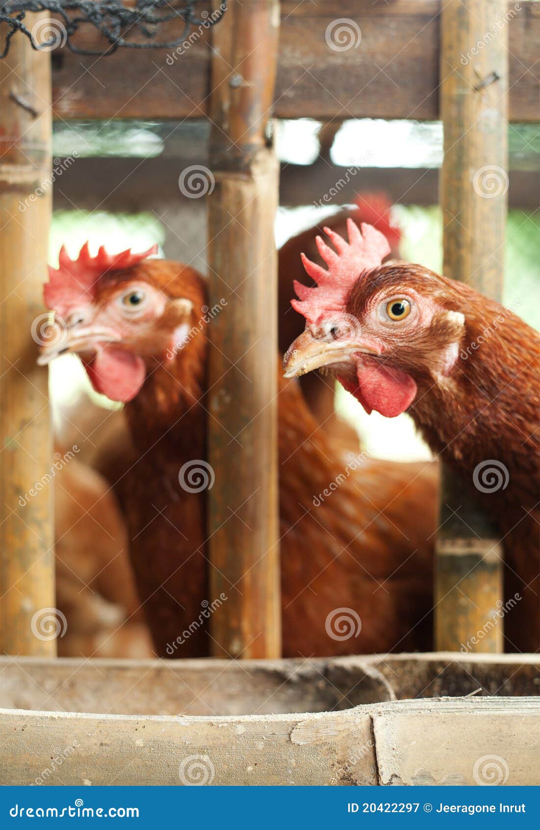 Chickens in a cage stock image. Image of feeding, poultry - 20422297