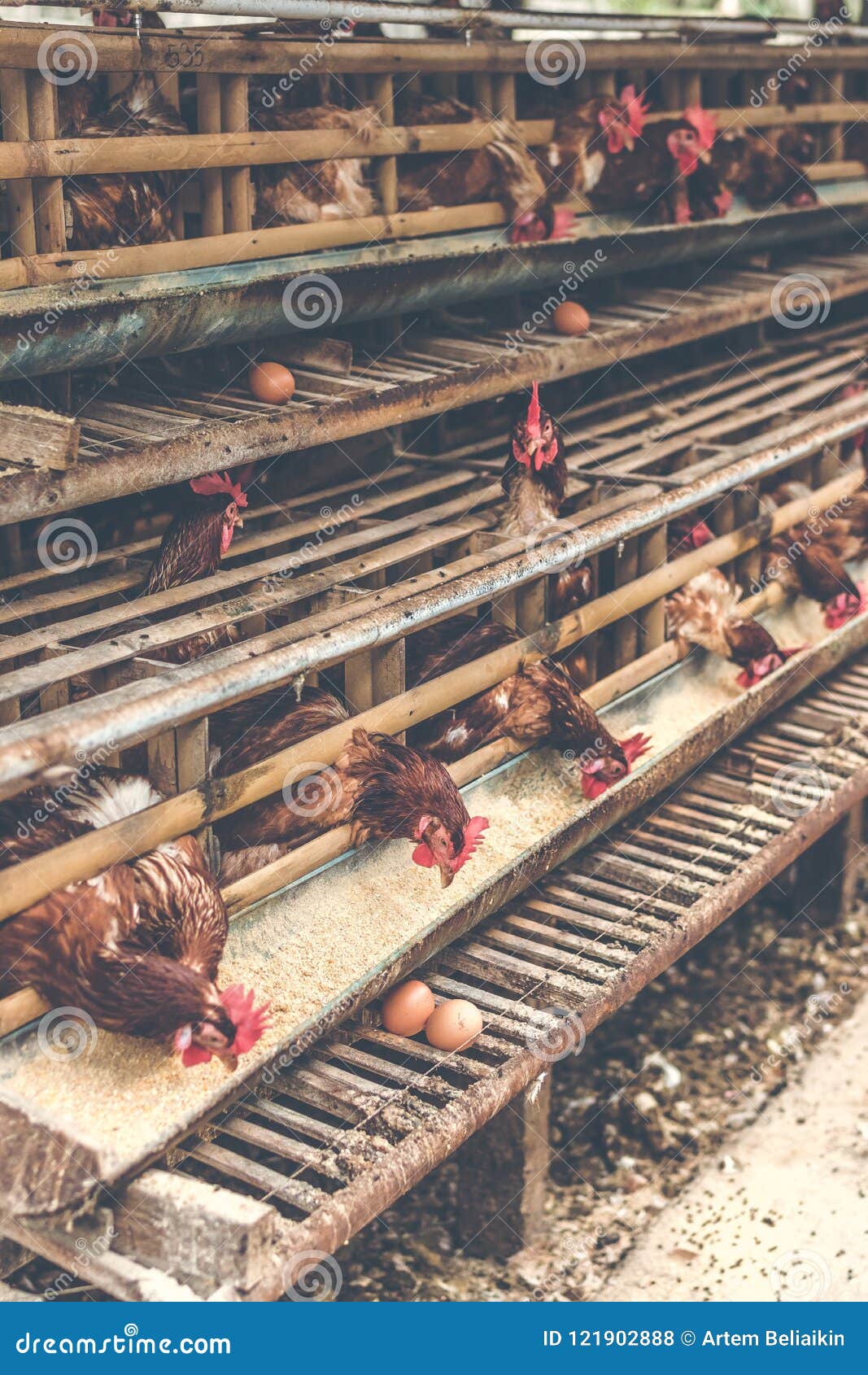 Chickens in the Cage on Chicken Farm. Chicken Eggs Farm Stock Photo ...