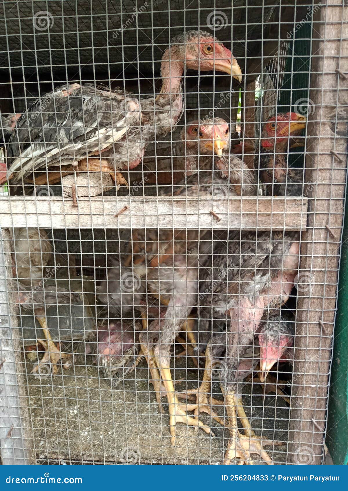 Chickens in a Cage stock image. Image of beak, wood - 256204833