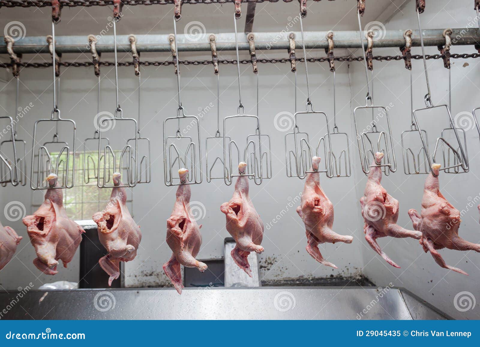 Chickens Carcasses Conveyor Stock Image - Image of market, cages: 29045435