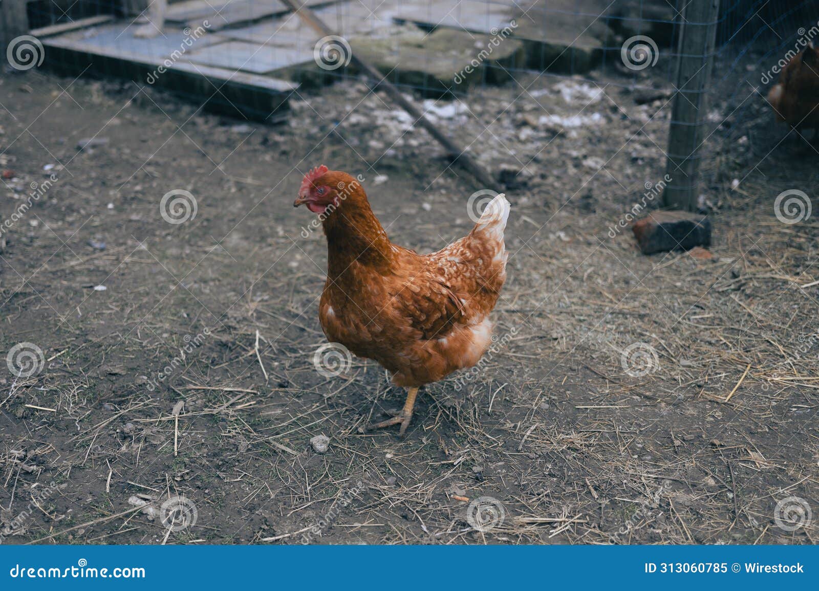 Chickens in a Chicken Coop are Standing Around on the Ground Stock ...