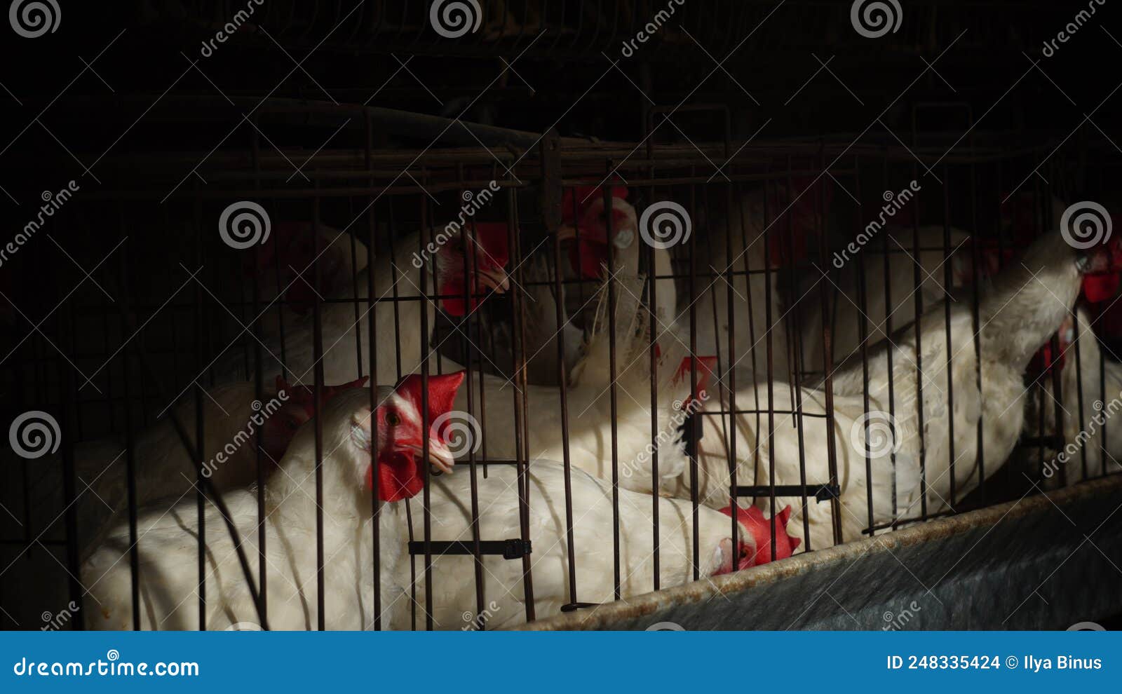Chickens in a Chicken Coop at Sunset. Stock Photo - Image of black ...