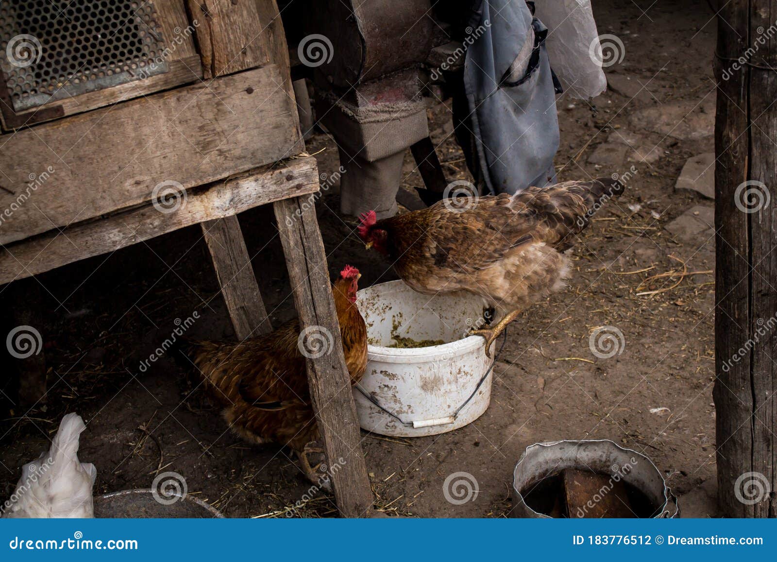 Chickens are Sitting on a Plastic Container Stock Photo - Image of ...