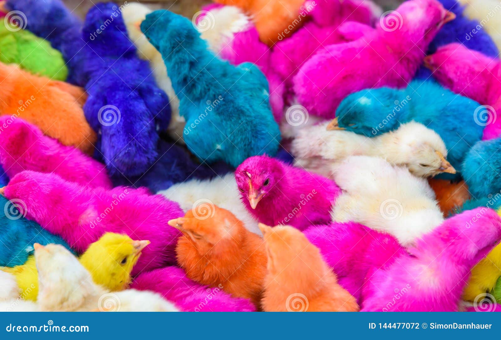 Chickens Colored Babies. a Group of Funny, Colorful Easter Chicks Stock ...