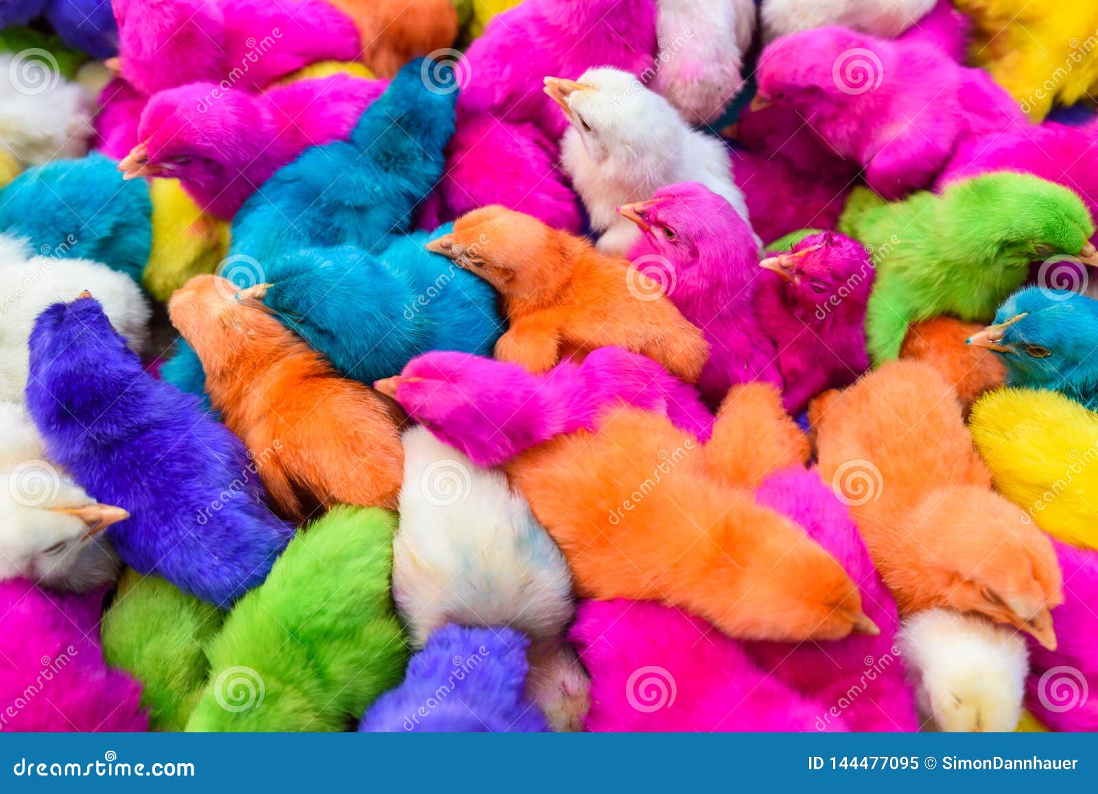Chickens Colored Babies. a Group of Funny, Colorful Easter Chicks Stock ...