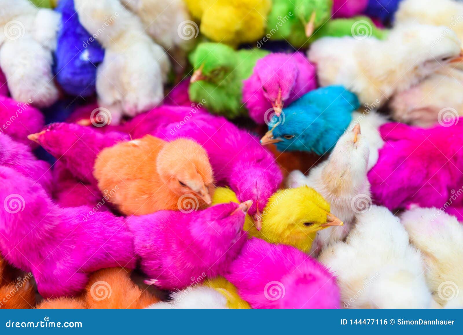 Chickens Colored Babies. a Group of Funny, Colorful Easter Chicks Stock ...