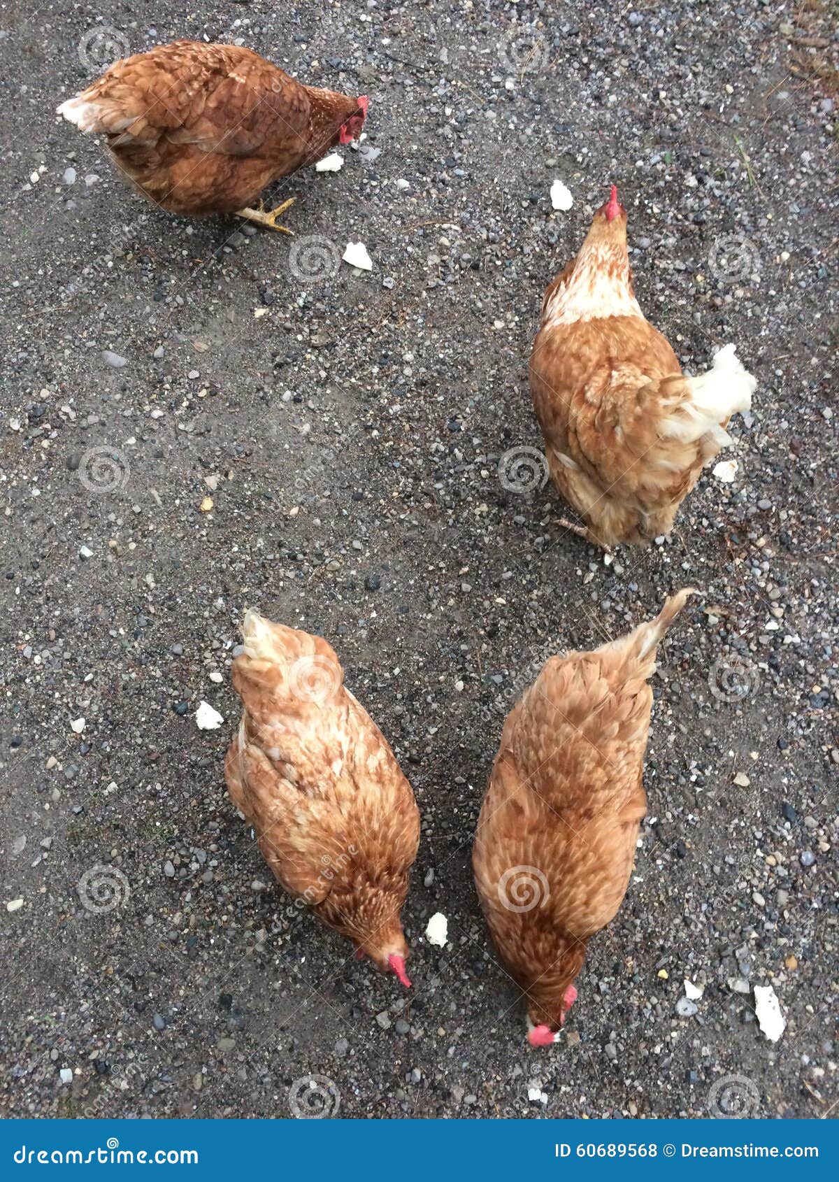 Chickens stock photo. Image of living, chickens, farm - 60689568