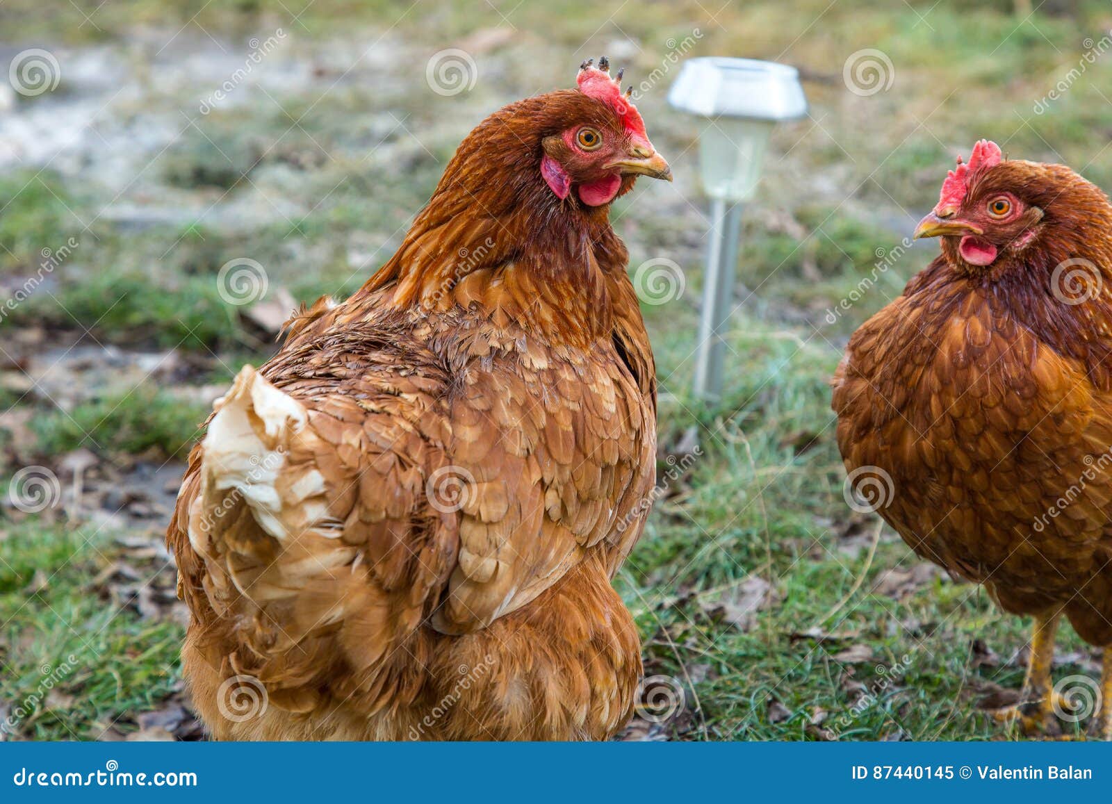 Chickens in country yard stock image. Image of henhouse - 87440145