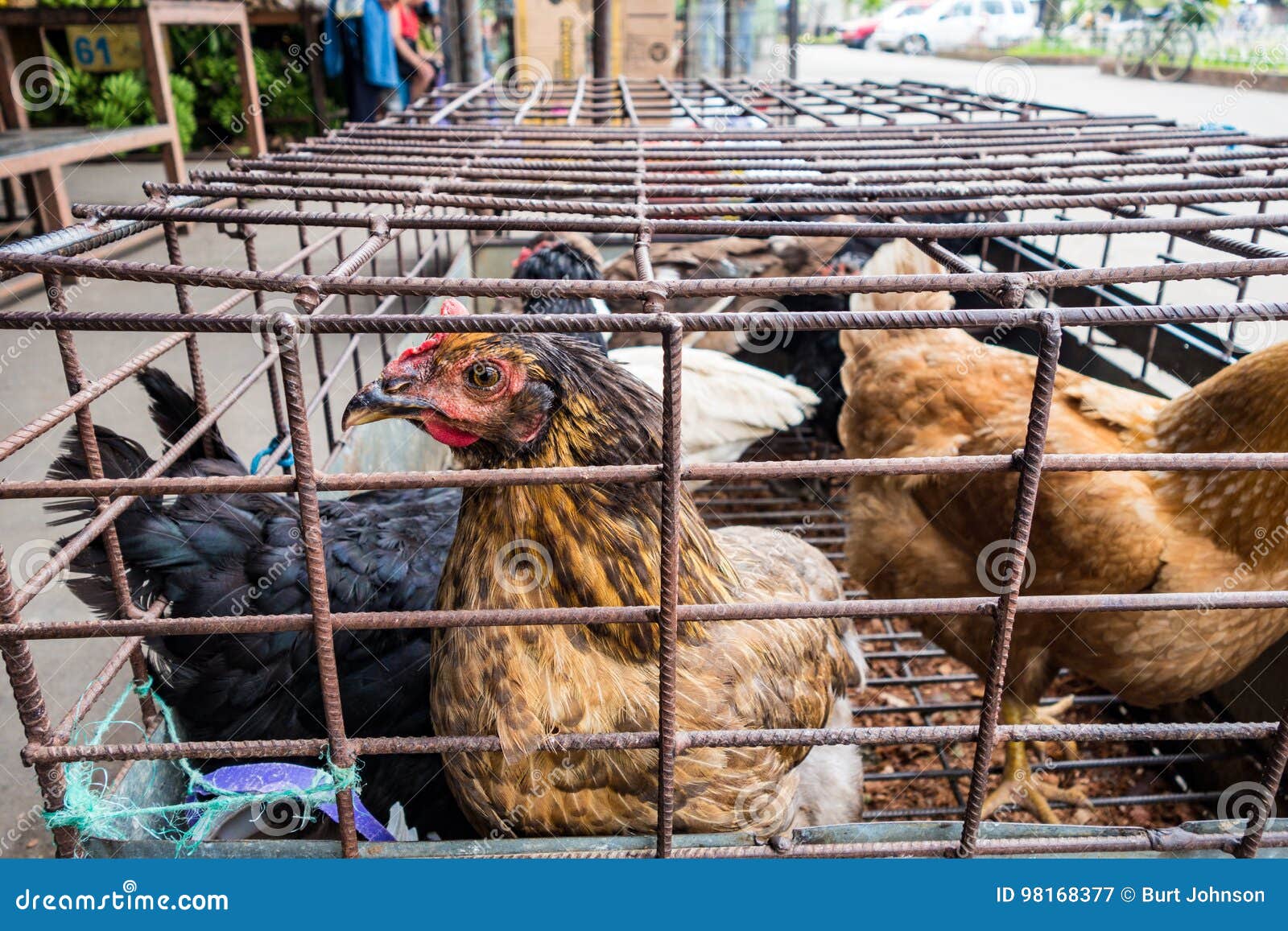 Chickens in crowded cages stock image. Image of livestock - 98168377