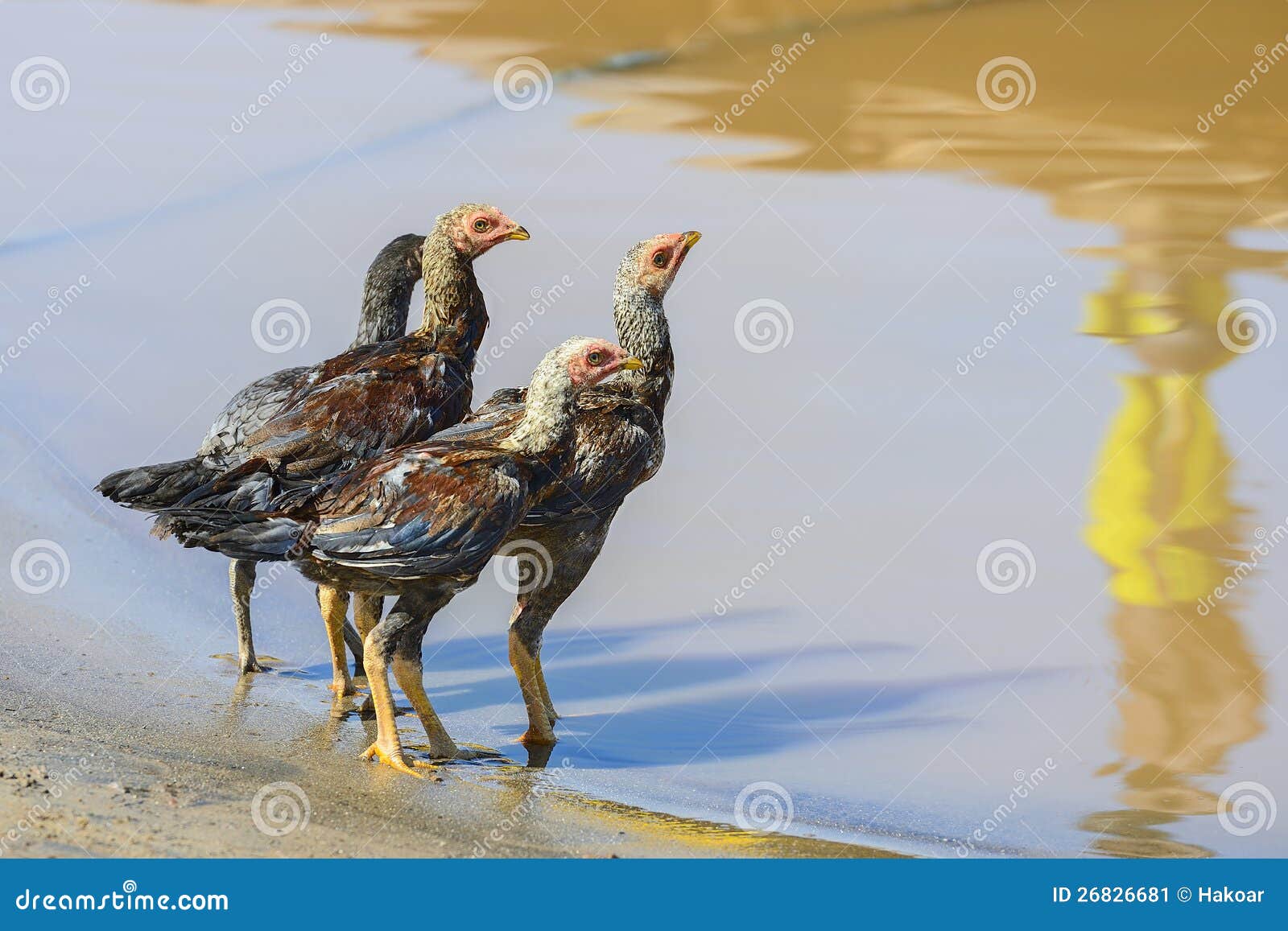 Chickens Drinking Water from the River Stock Image - Image of water ...