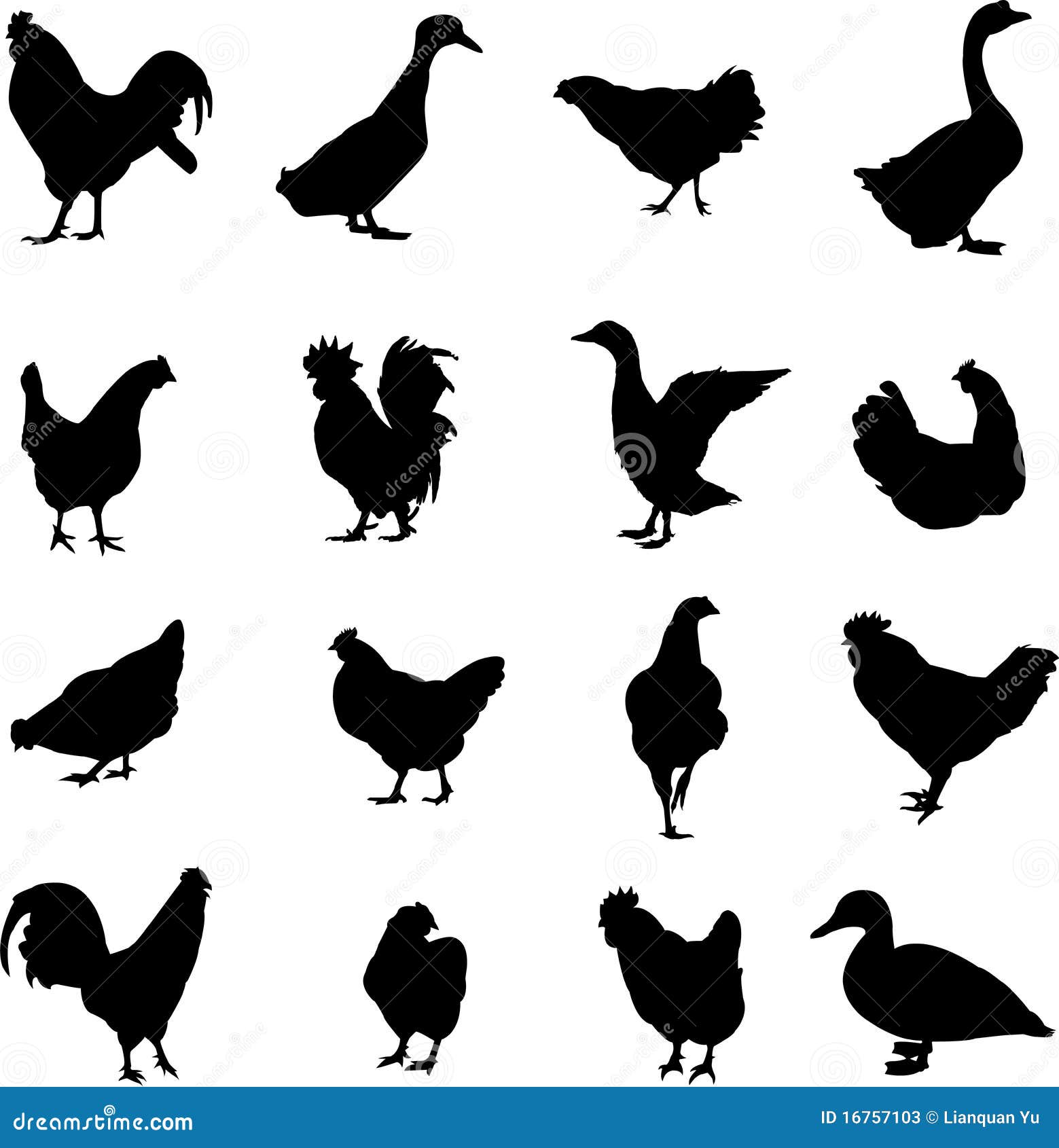 Three Common Moorhens Cartoon Vector | CartoonDealer.com #98236565