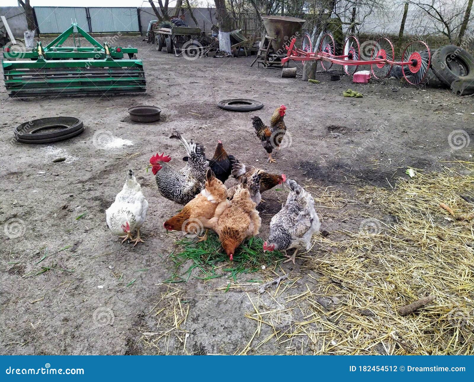 Chickens Eating Feed in Farm Yard Stock Photo - Image of springtime ...