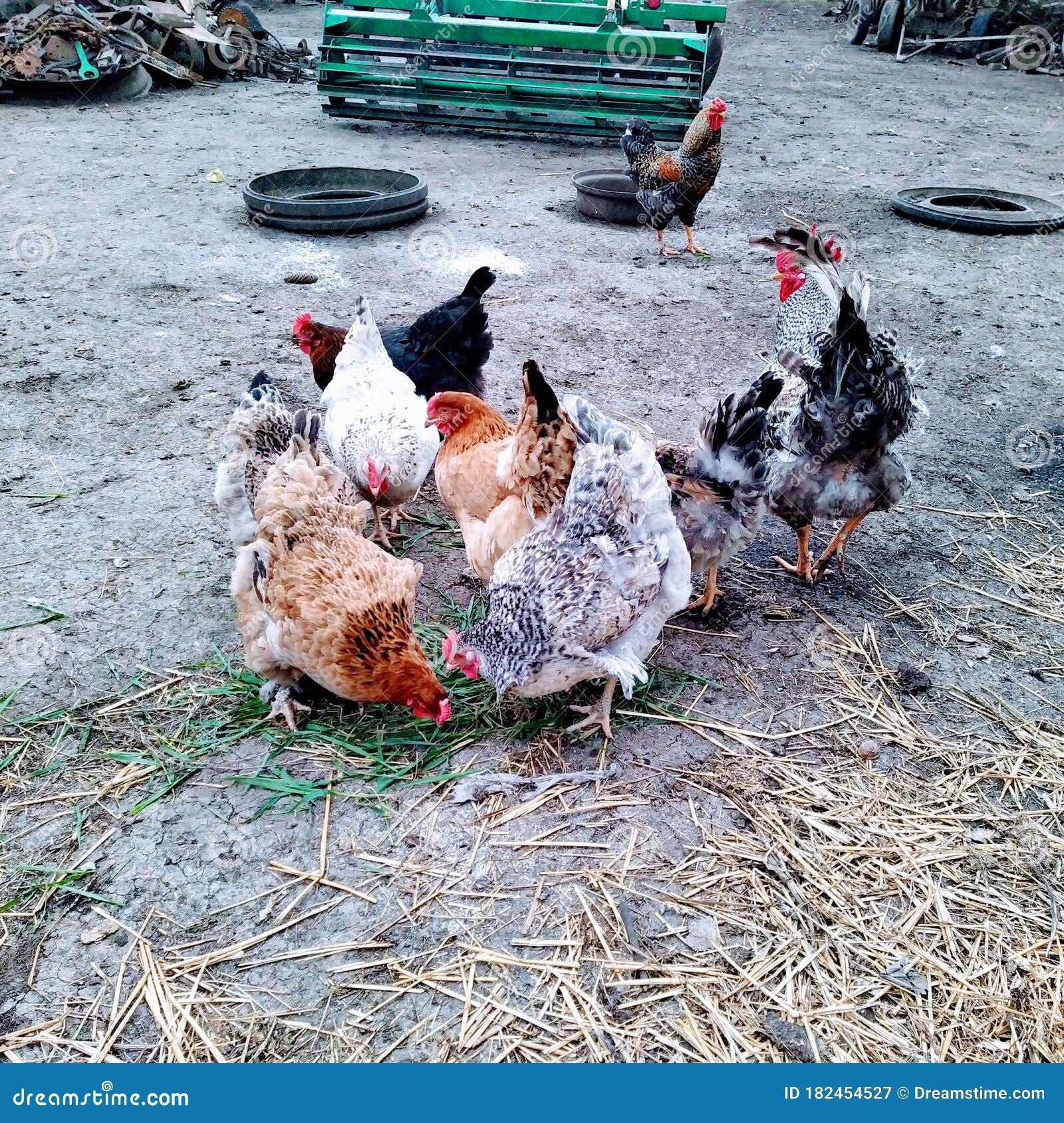 Chickens Eating Feed in Farm Yard Stock Image - Image of tractor ...
