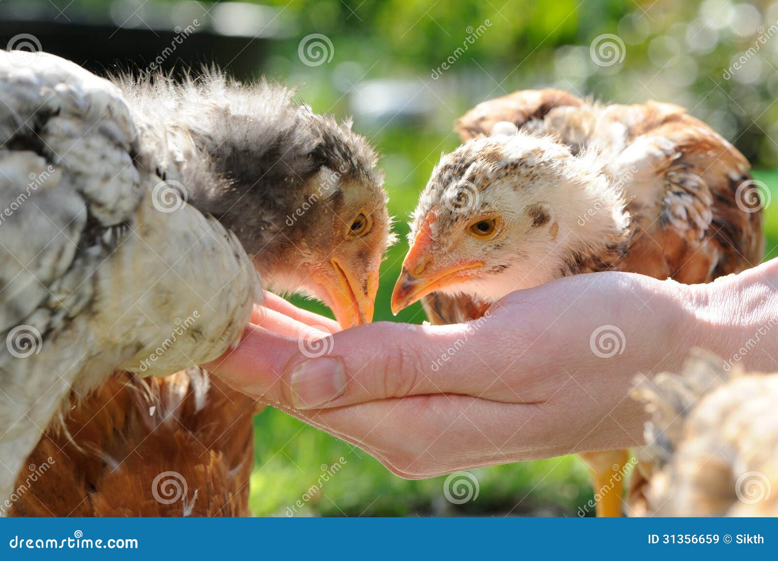 Chickens Eating from Hand stock image. Image of group - 31356659