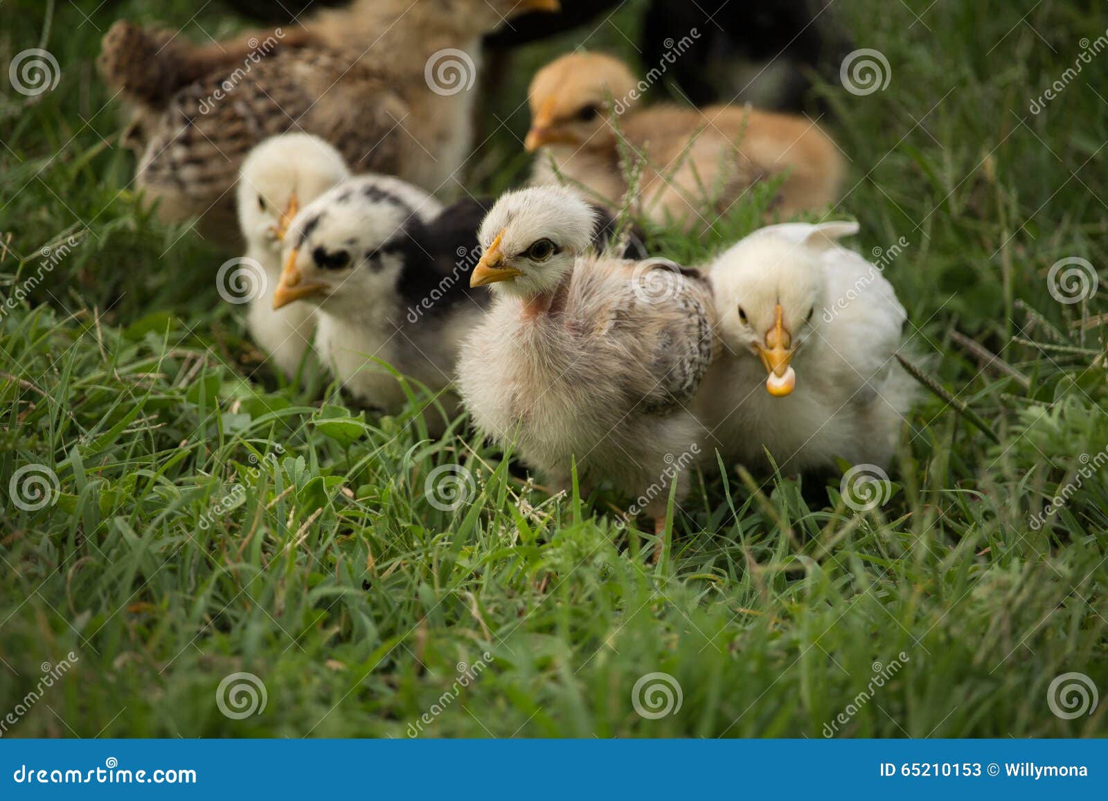 Chickens eating stock image. Image of kids, little, flock - 65210153