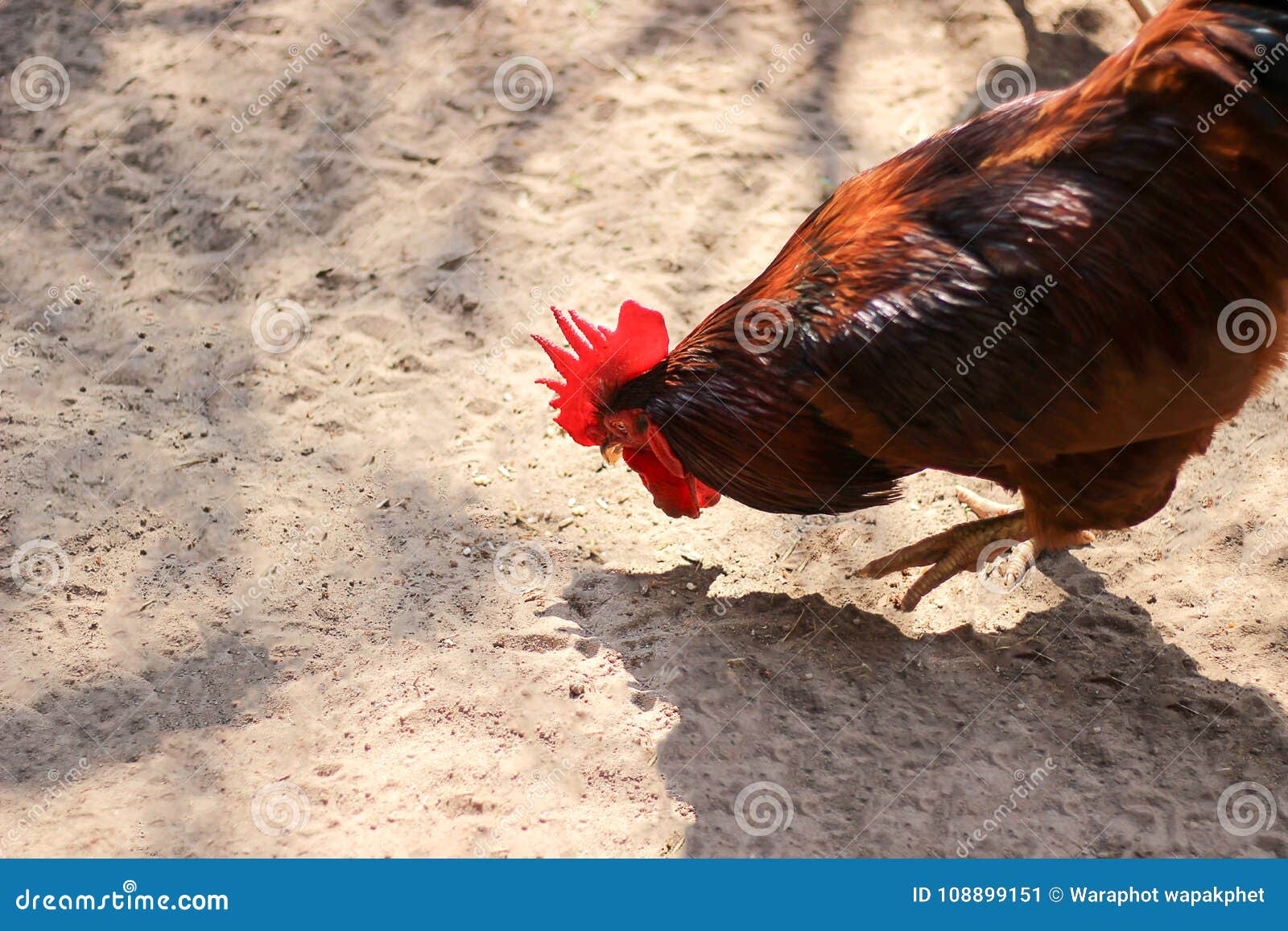 The Chickens are Eating Patio Stock Image - Image of chicken, animal ...