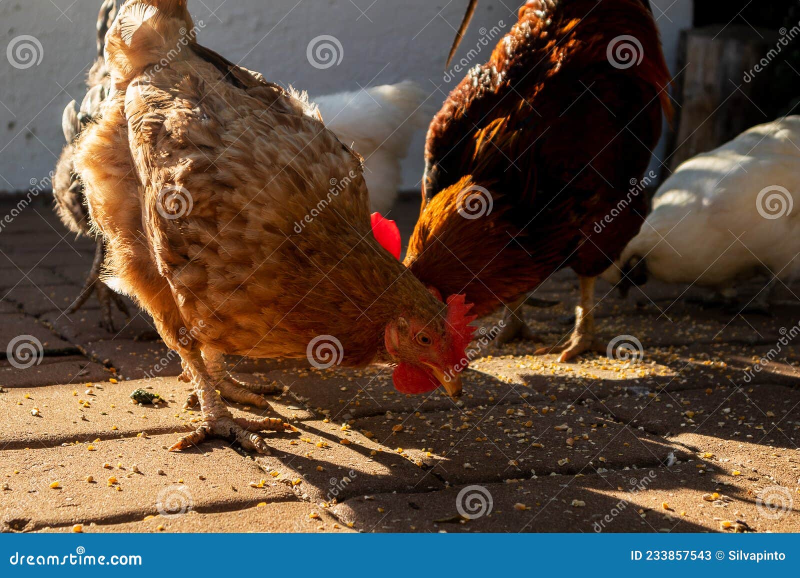 Chickens Eating with Sunset Light Stock Image - Image of nature ...