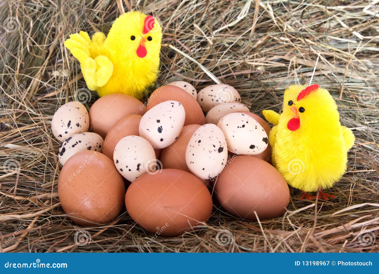 Chickens, eggs and hay stock image. Image of poultry - 13198967