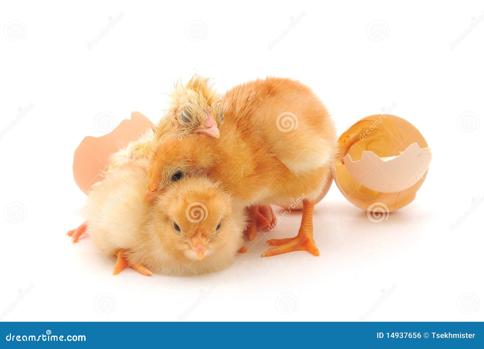 Chickens and an Eggs Shells Stock Photo - Image of livestock, shell ...
