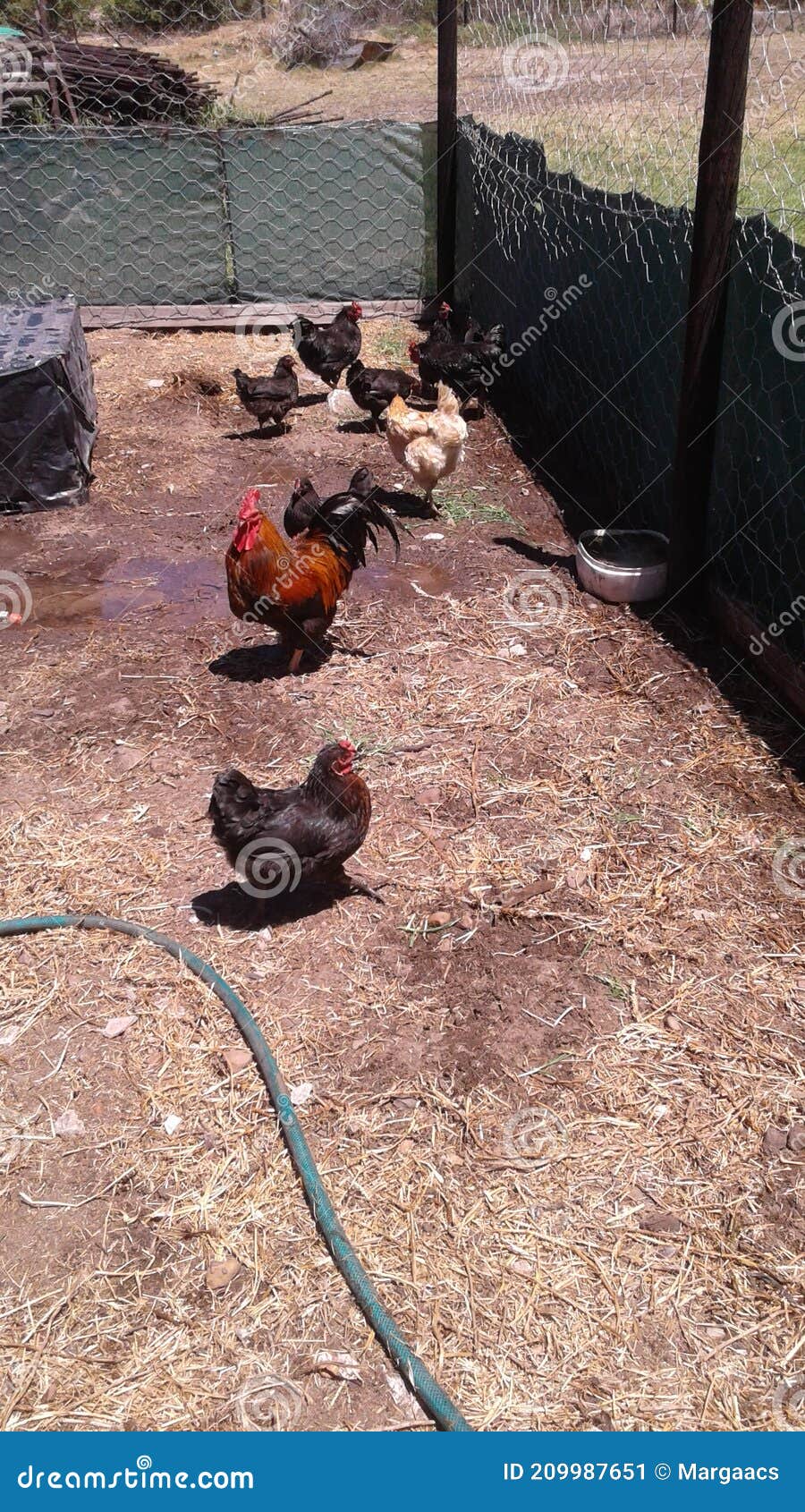 Chickens enjoying Summer stock image. Image of summer - 209987651