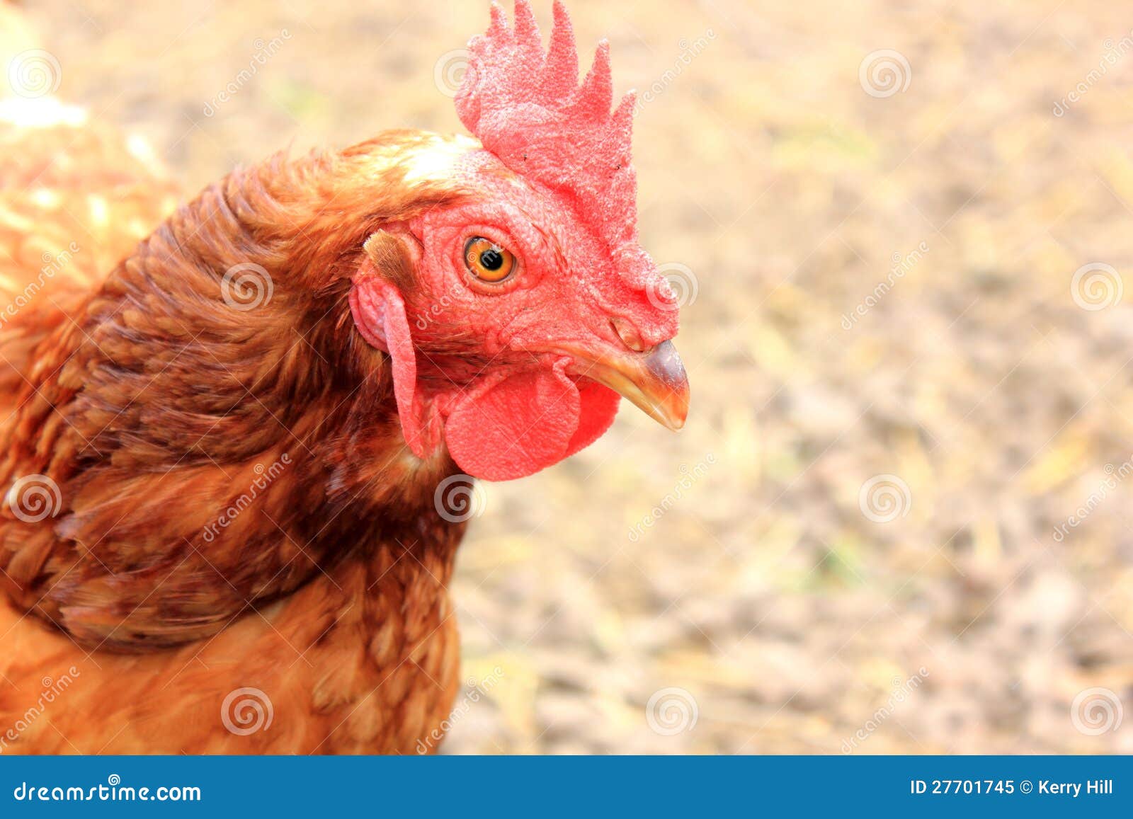 Chickens face profile stock image. Image of feathered - 27701745