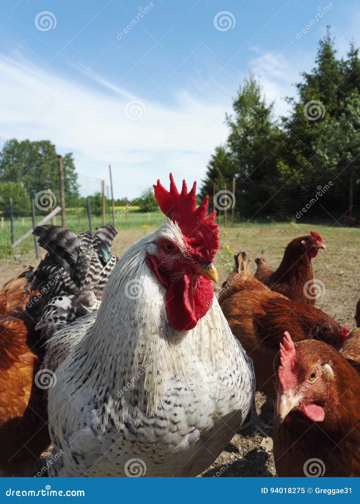 Chickens stock image. Image of summer, family, chickens - 94018275