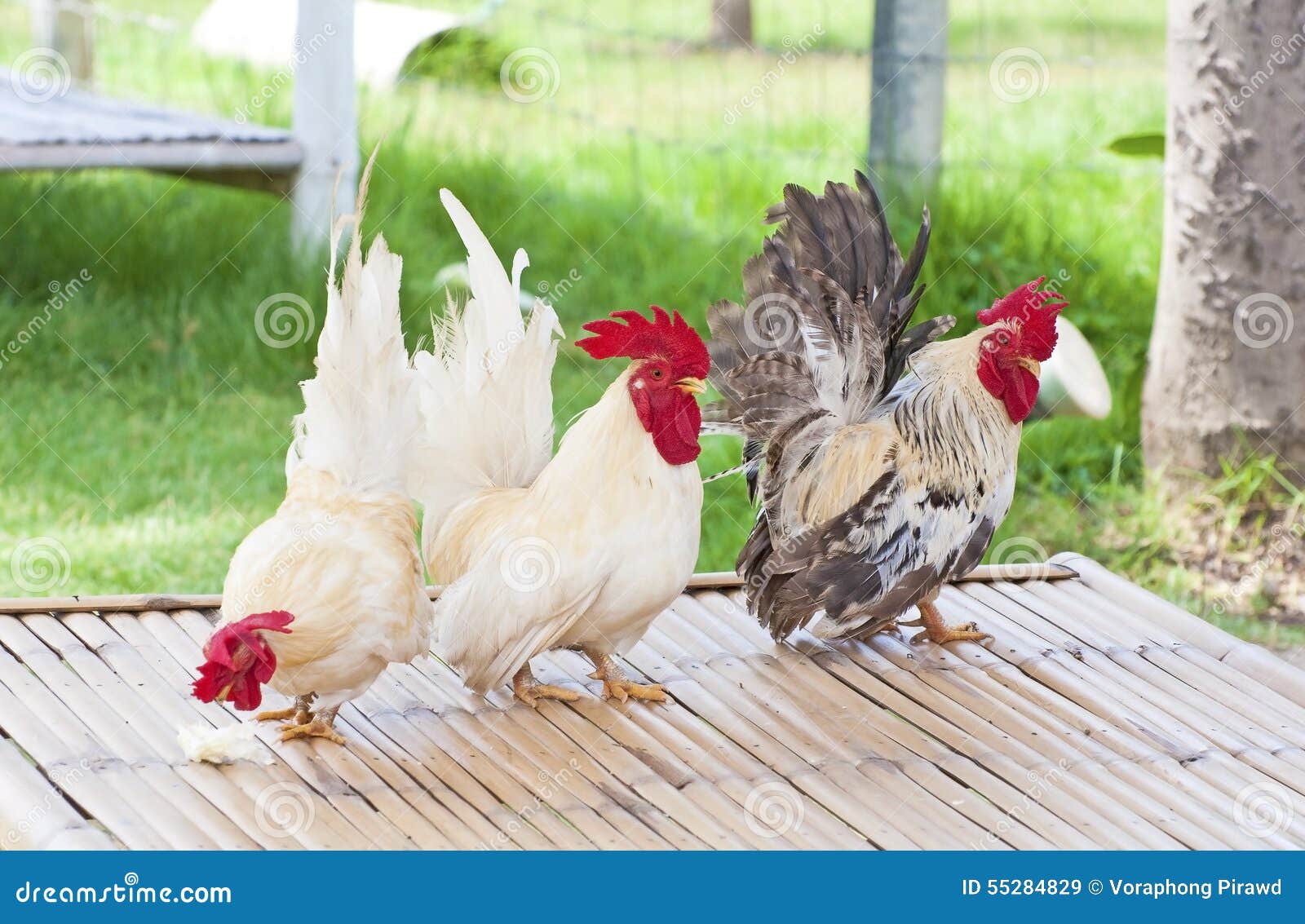Chickens in farm stock image. Image of fowl, beautiful - 55284829