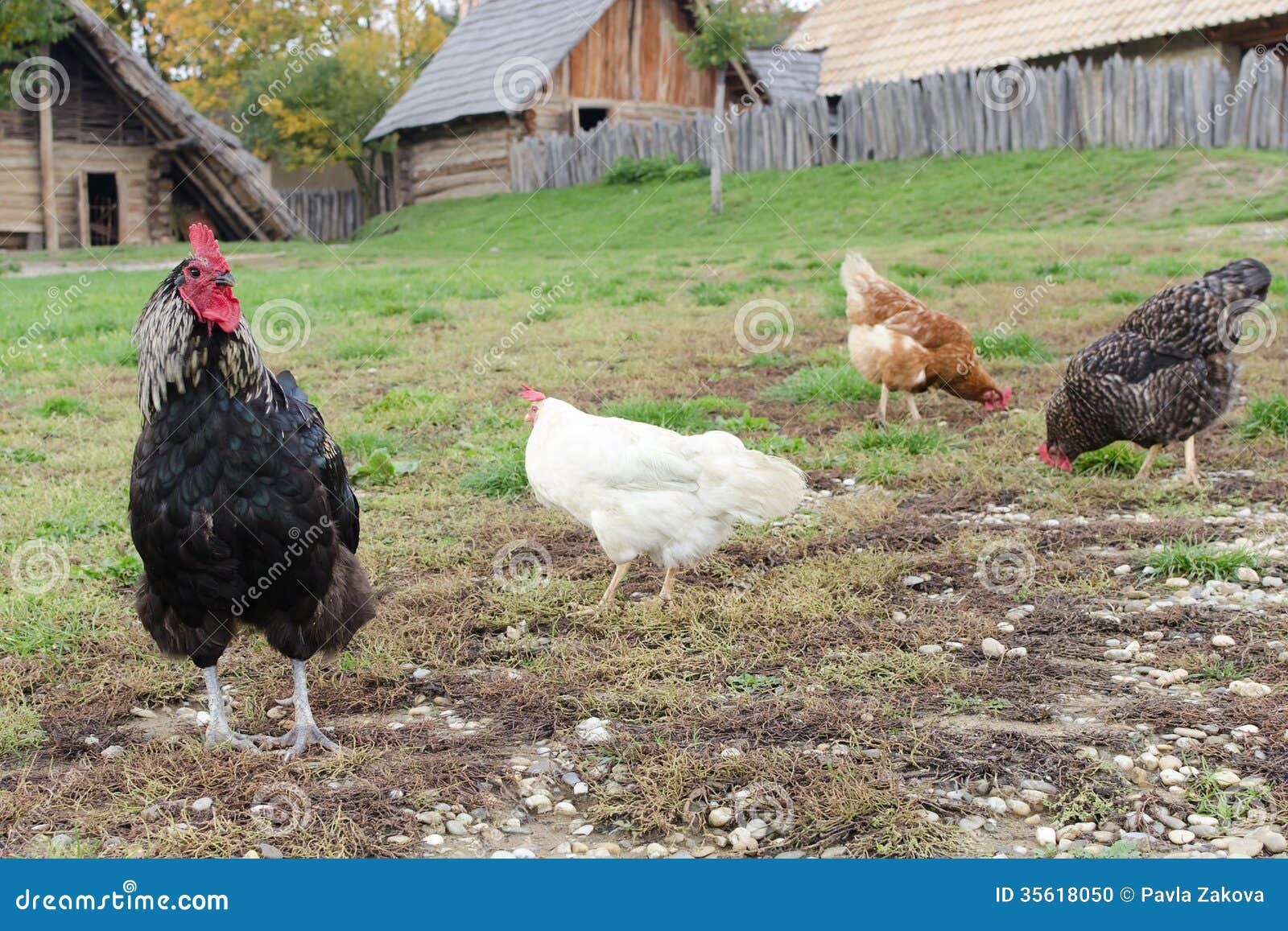 Chickens on farm stock photo. Image of countryside, farming - 35618050