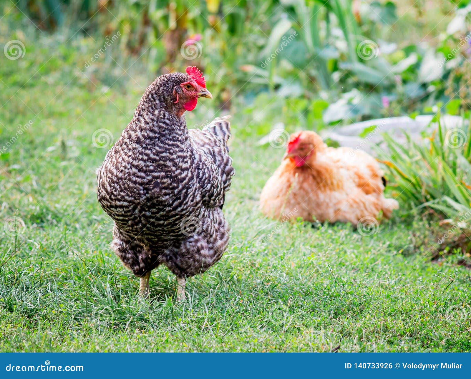 Chickens in a Farm Garden. Growing of Poultry_ Stock Photo - Image of ...