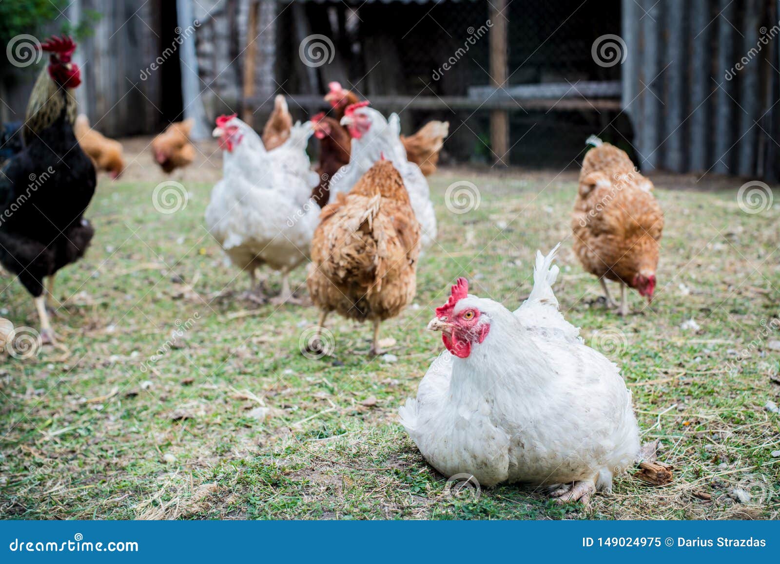 Chickens in farm outdoors stock image. Image of hens - 149024975
