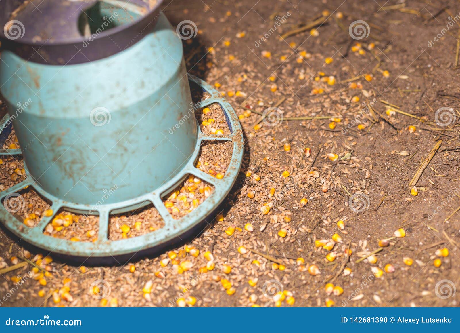 Chickens Feed Box on Home Farm Stock Photo - Image of area, organic ...