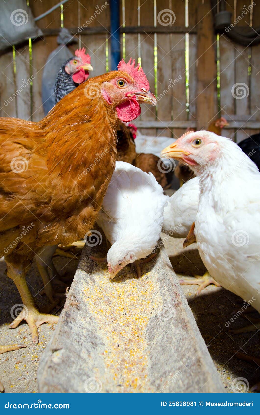 Chickens feeding stock image. Image of healthy, farming - 25828981