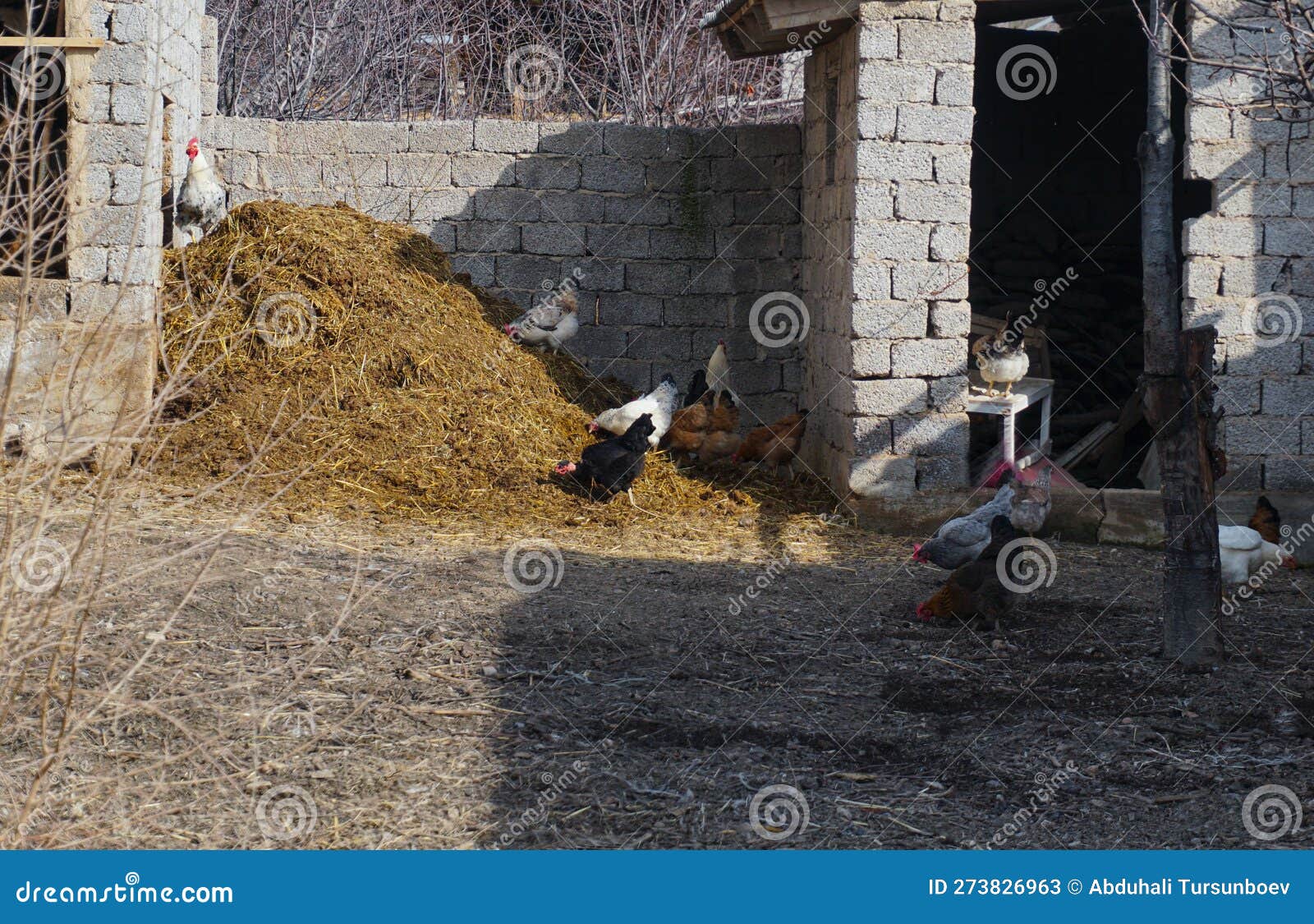 Chickens are Walking in Front of the Barn Stock Image - Image of black ...