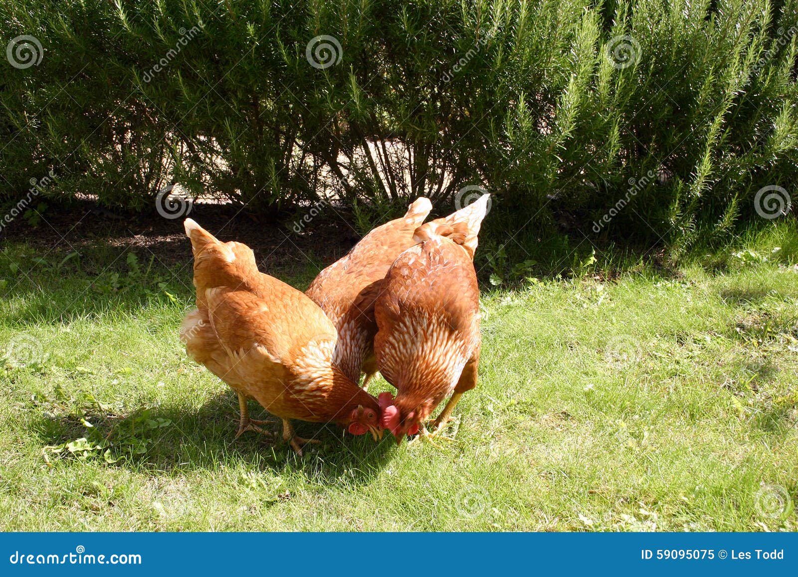 Chickens feeding stock image. Image of avian, chickens - 59095075