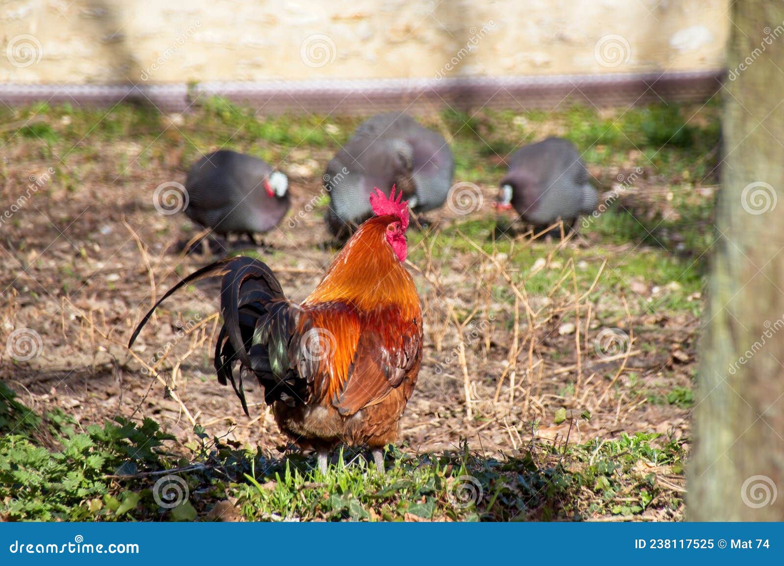 Chickens in the field stock image. Image of green, agriculture - 238117525