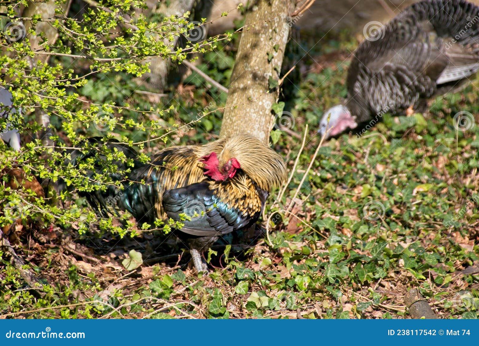 Chickens in the field stock photo. Image of domestic - 238117542