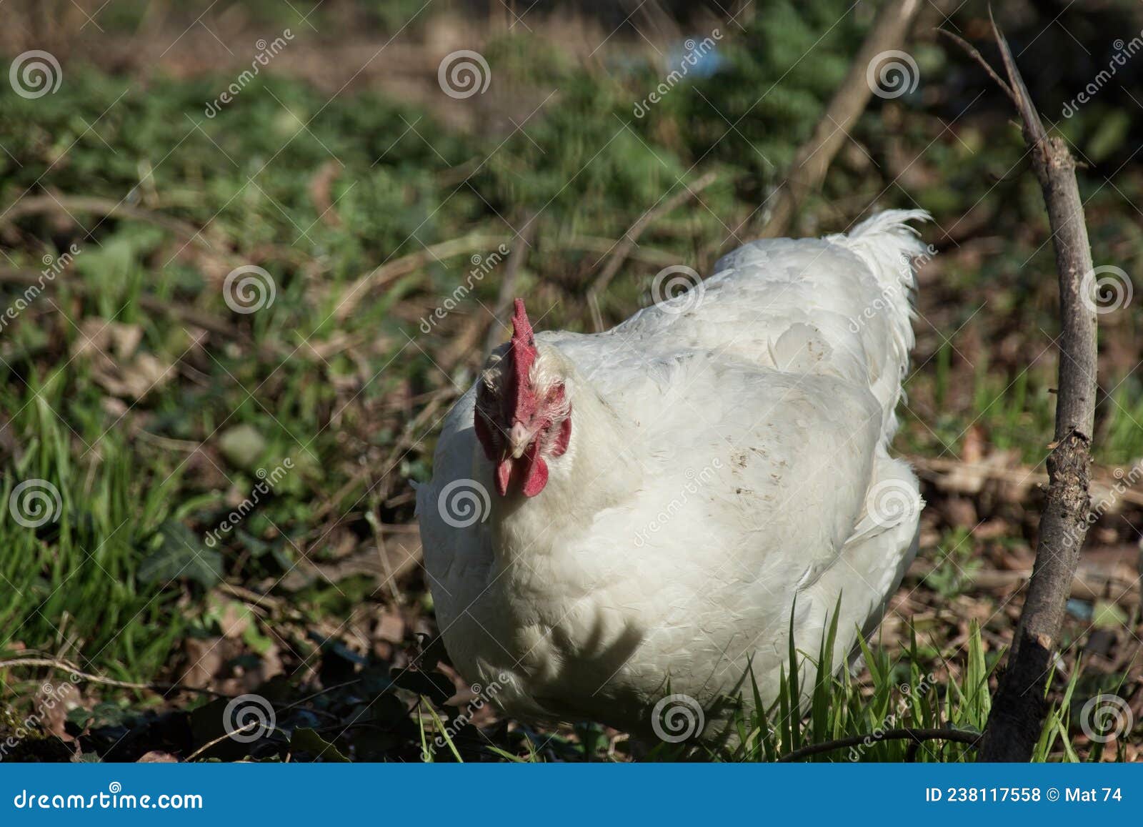 Chickens in the field stock photo. Image of green, field - 238117558